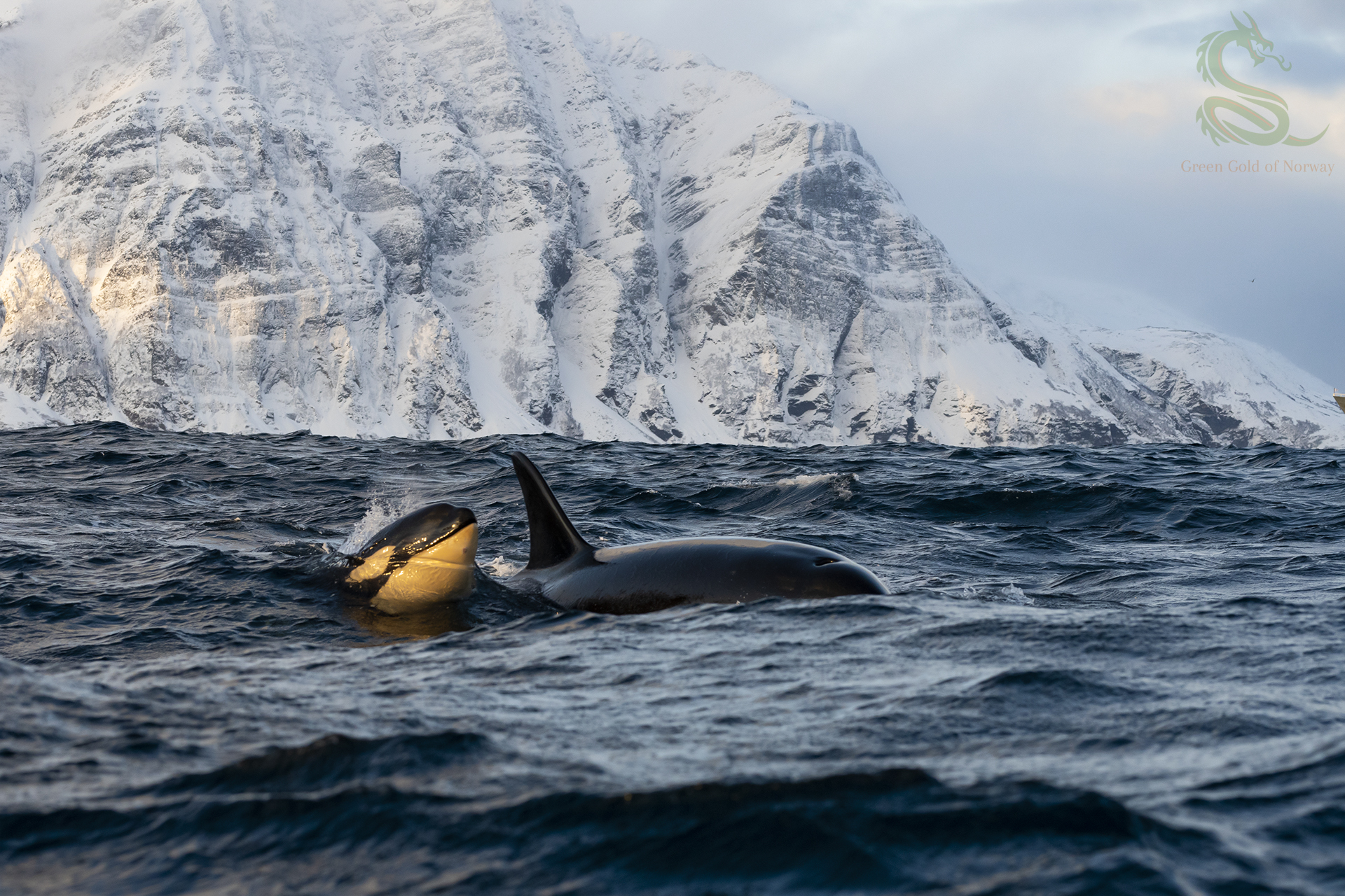 Experience the whale up close, north of Tromsø | Northern Norway ...
