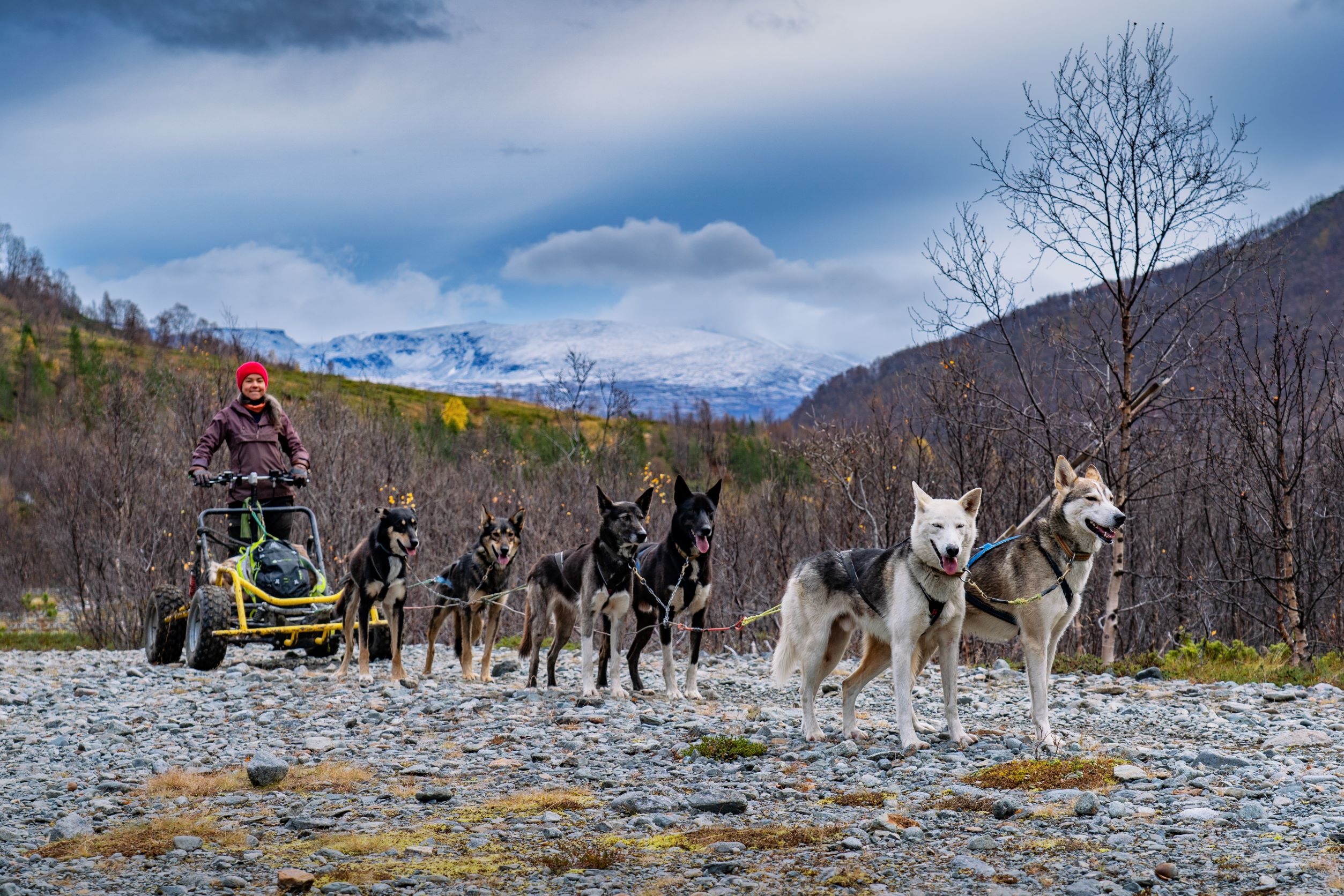 Dogsledding on wheels | Northern Norway | Visit Lyngenfjord
