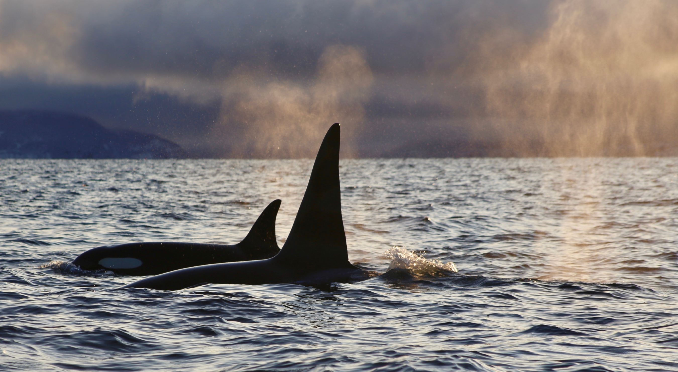 Whale behaviour – what to know before I go on whale safari | Northern ...